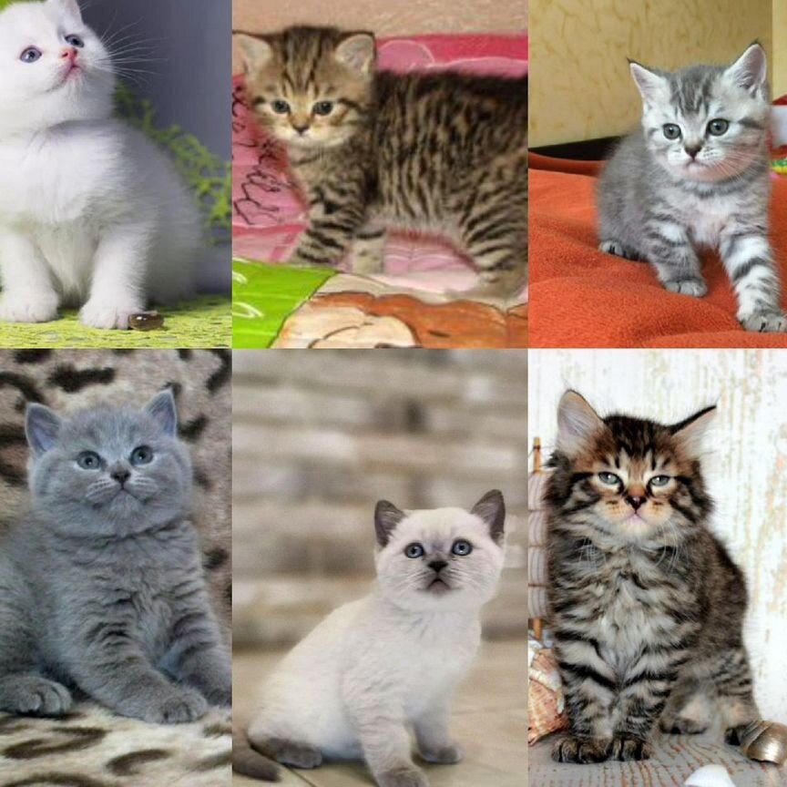 Британские котята