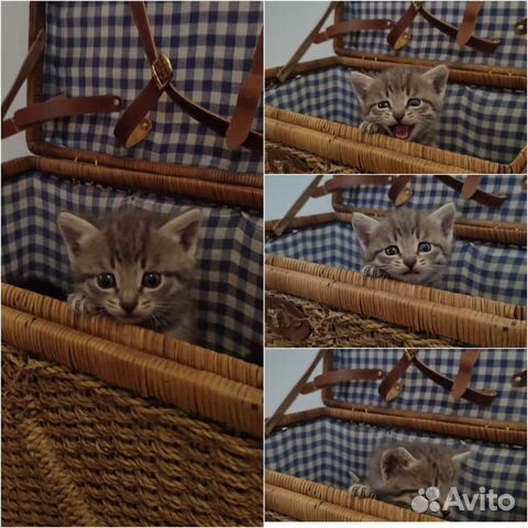 Сибирские котята