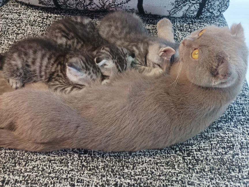 Шотландская вислоухая, котята