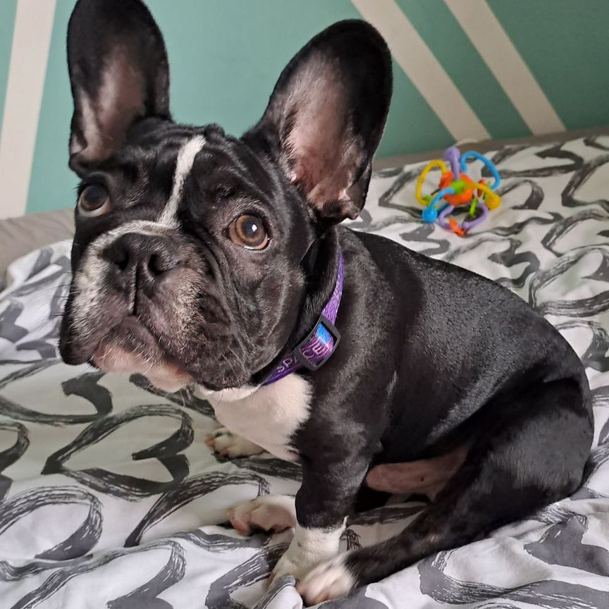 Кабель собака