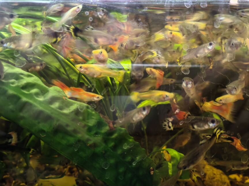 Аквариумные рыбки гуппи