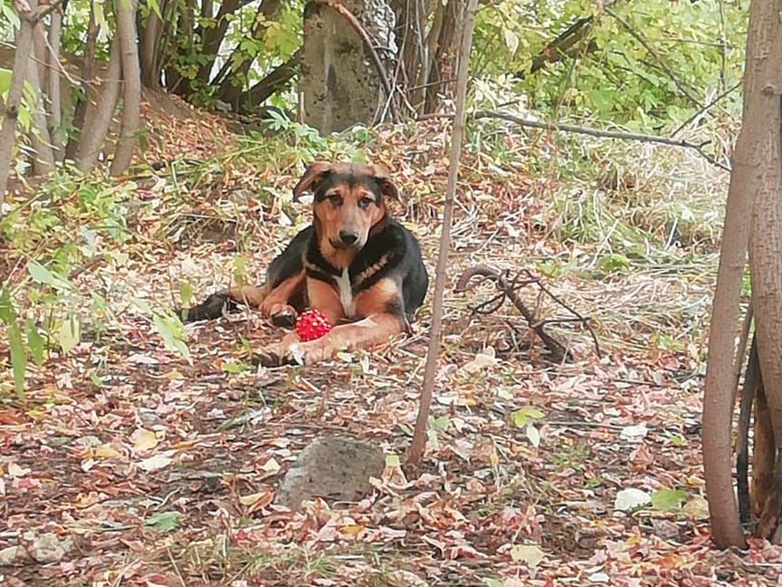 Пристраивается щенок-подросток