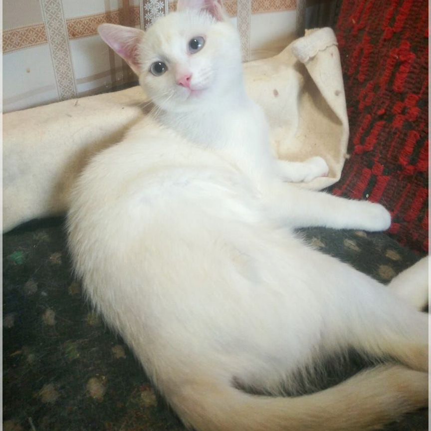 Кошечка 3 -4 месяца ищет хозяев