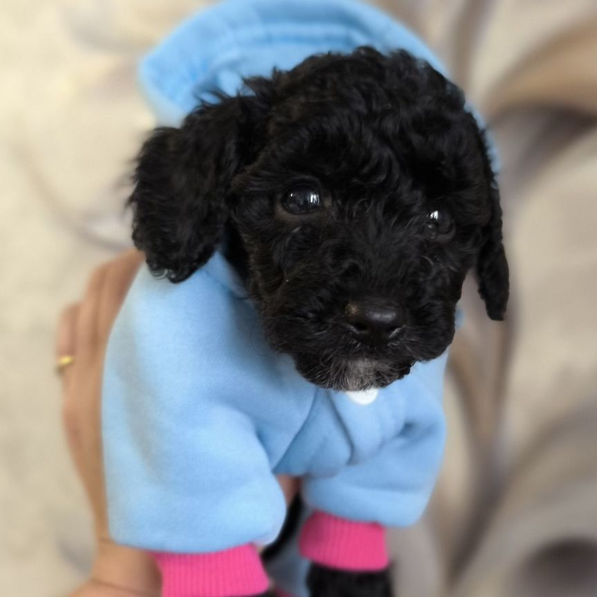 Той-пудель, щенок