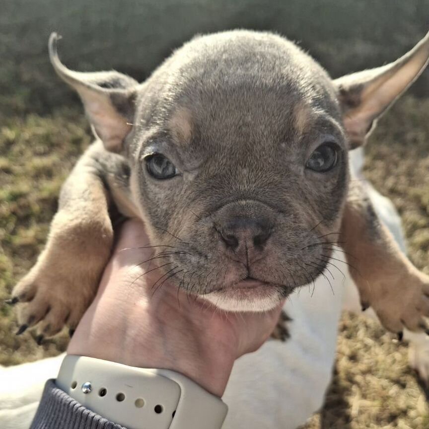 Американский булли, щенок