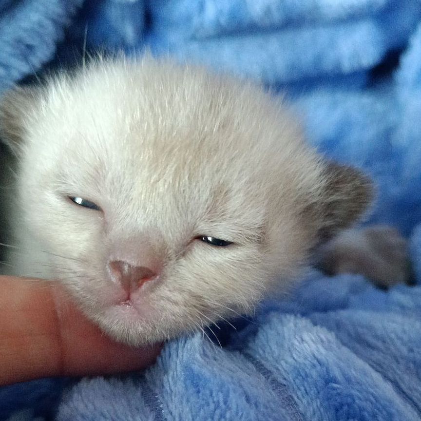 Европейский бурманский котёнок