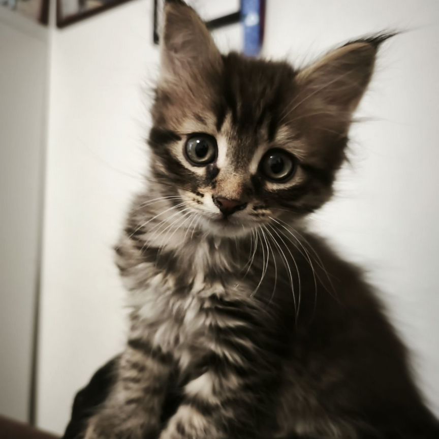 Котенок