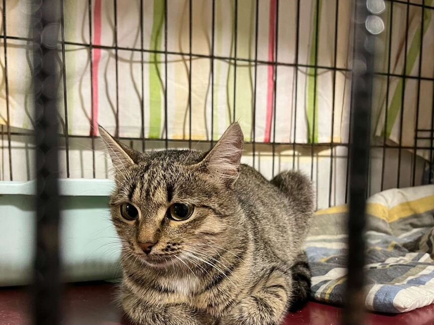 Кошечка, которая много пережила