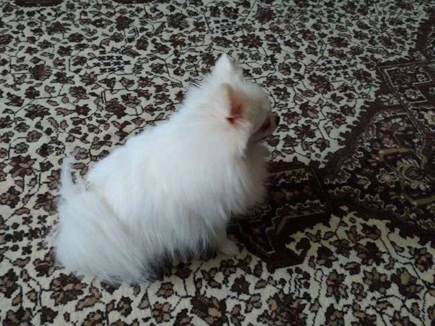 Померанский шпиц медвежьего типа