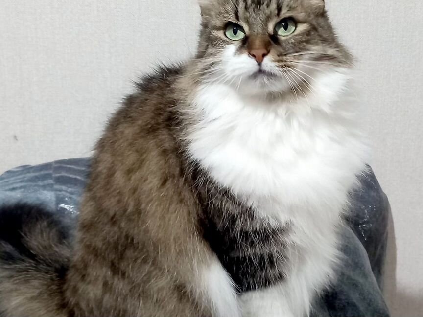 Кошечка в добрые руки