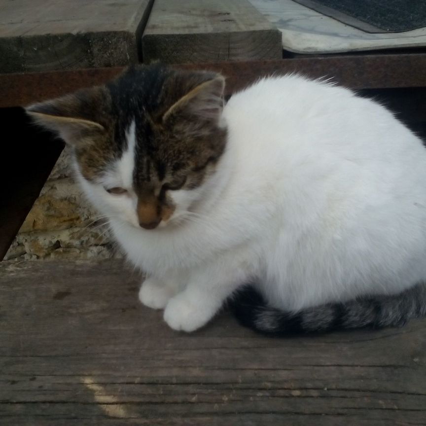 Отдам бесплатно кошечку