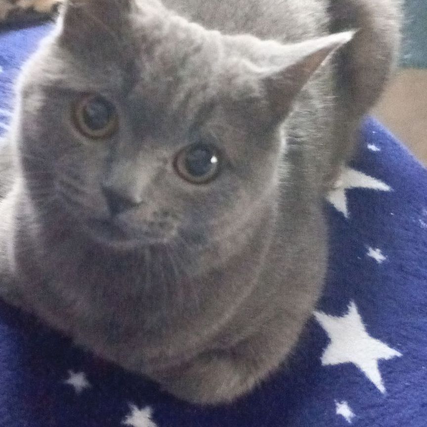 Кот. Британец