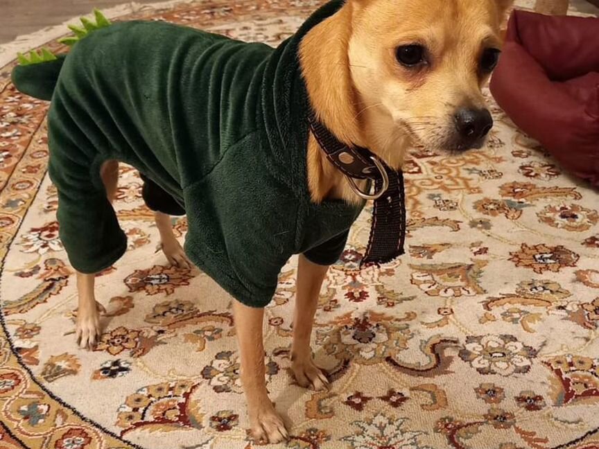 Собака ищет дом