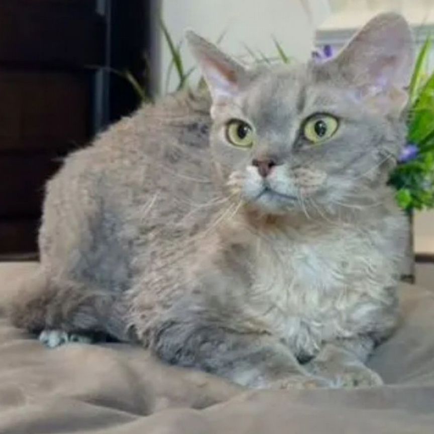 Девон-рекс, взрослая кошка