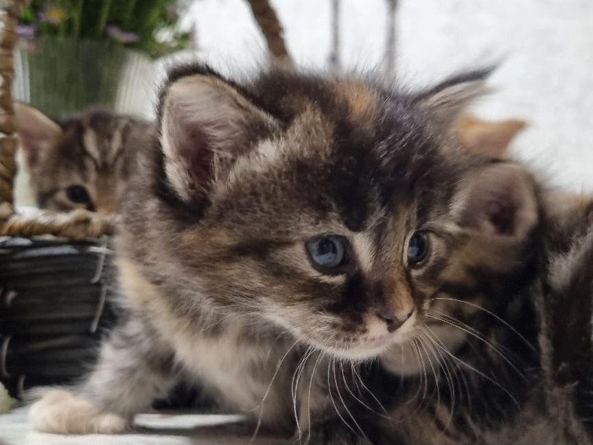 Котята мейн-кун