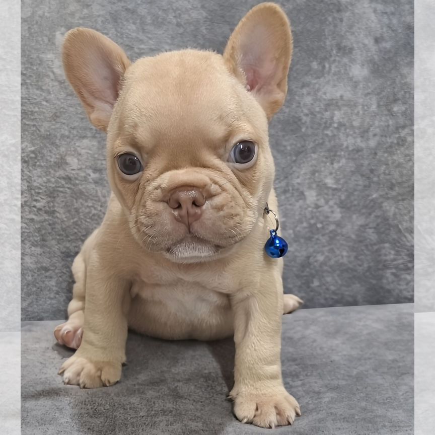 Французский бульдог, щенок