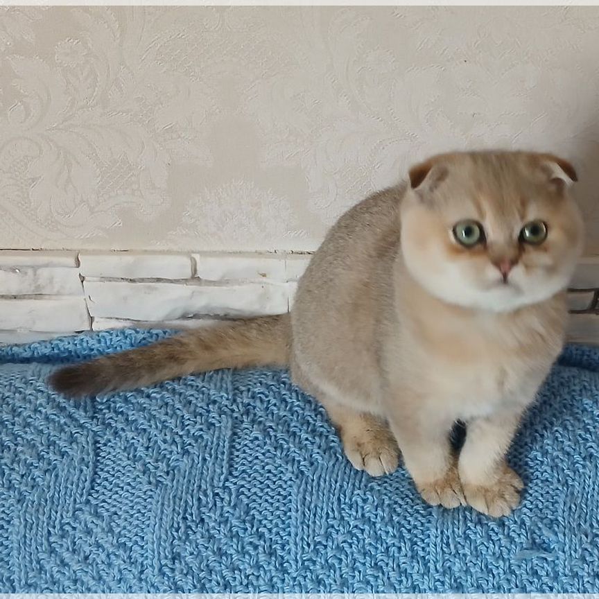 Шотландский вислоухий короткошёрстный котёнок