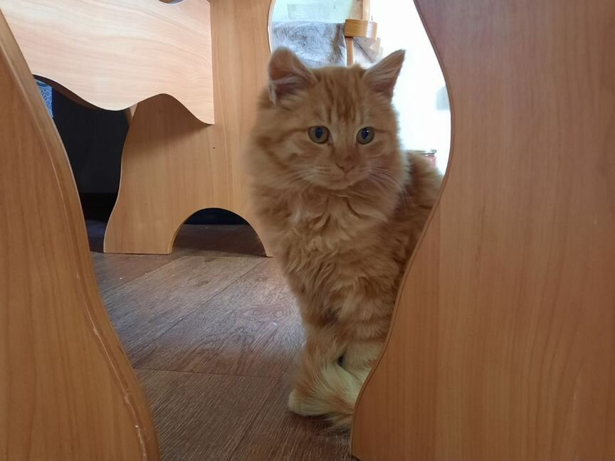 Кот