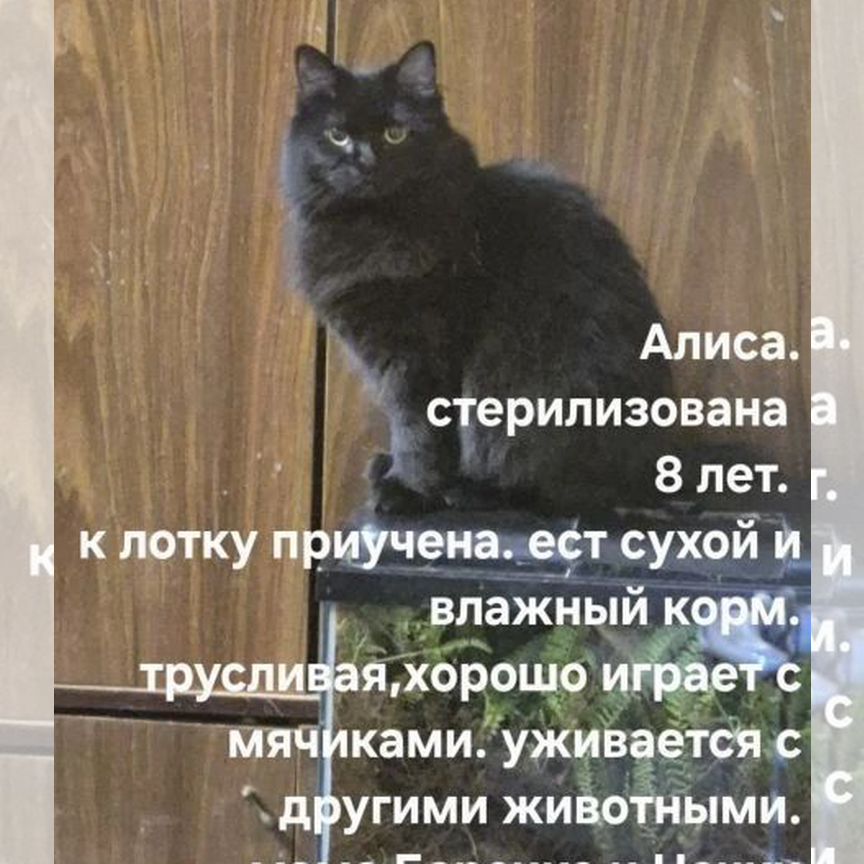 Взрослая, кошка в добрые руки