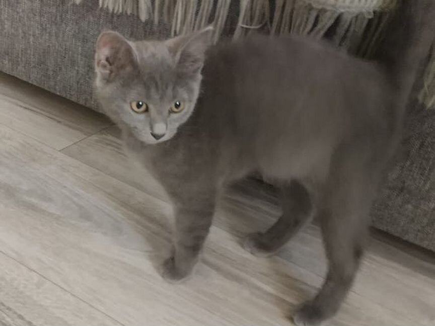 Котенок мальчик 2.5мес в приюте