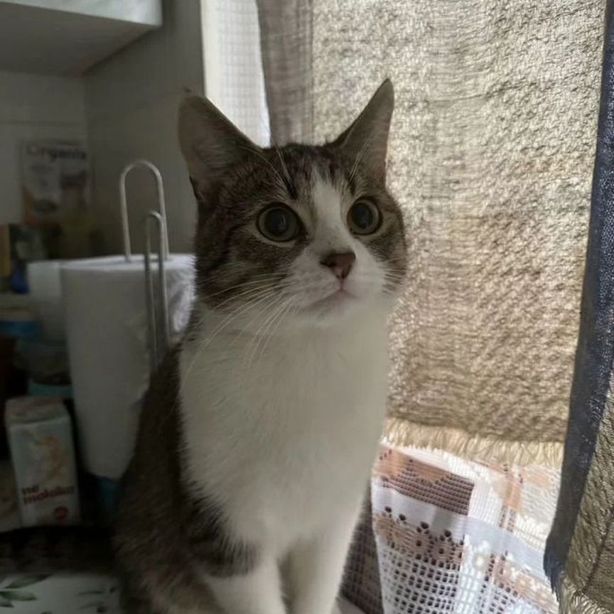 Котик Мейсон ищет мам/пап
