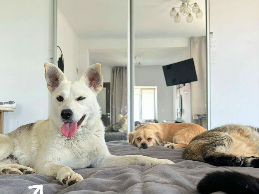 Золотая собака ищет дом