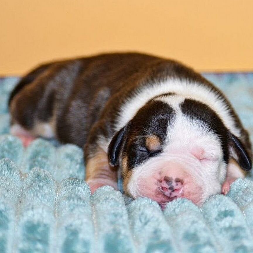 Американский стаффордширский терьер, щенок