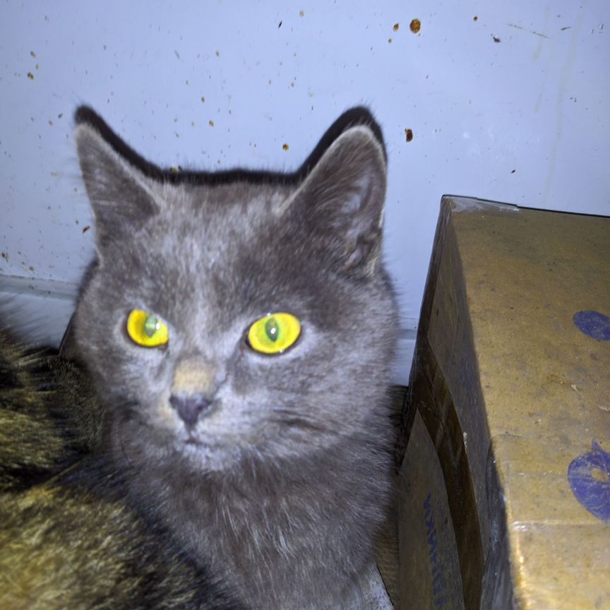 Кошечка в добрые руки бесплатно