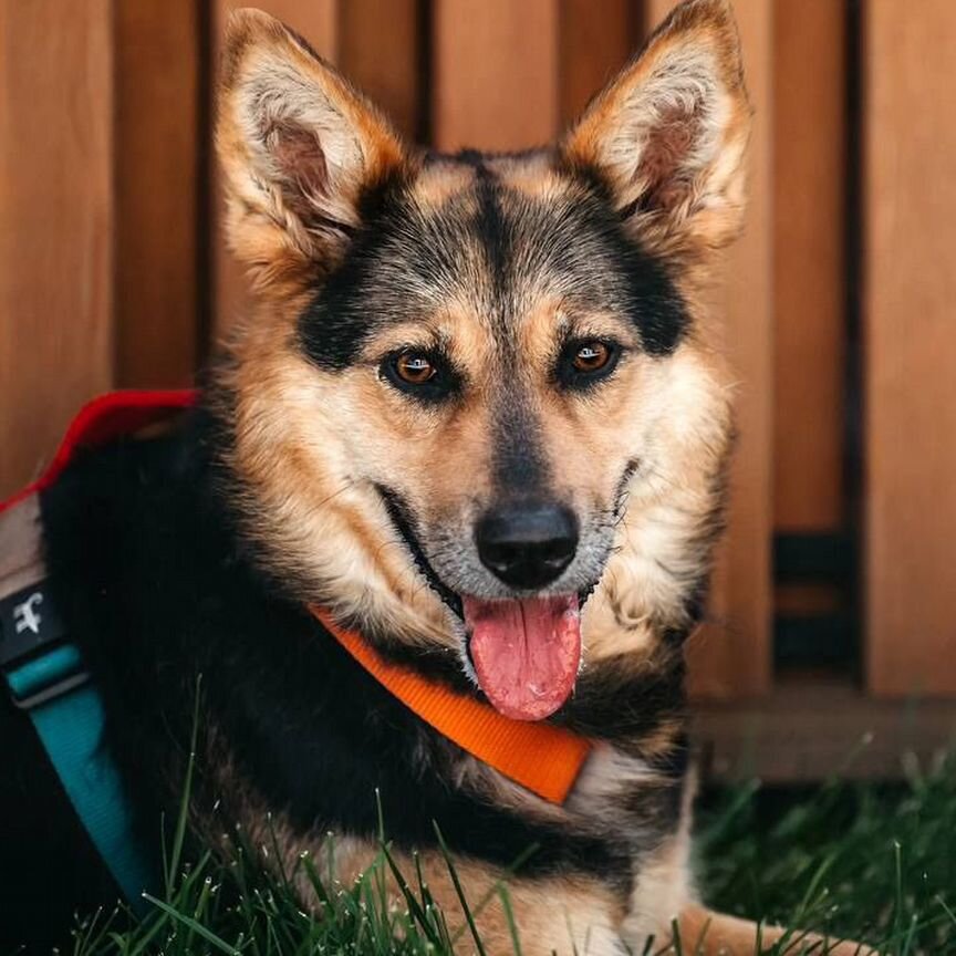 Взрослая собака в добрые руки