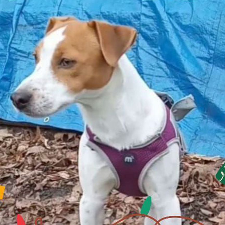 Джек-рассел-терьер, щенок