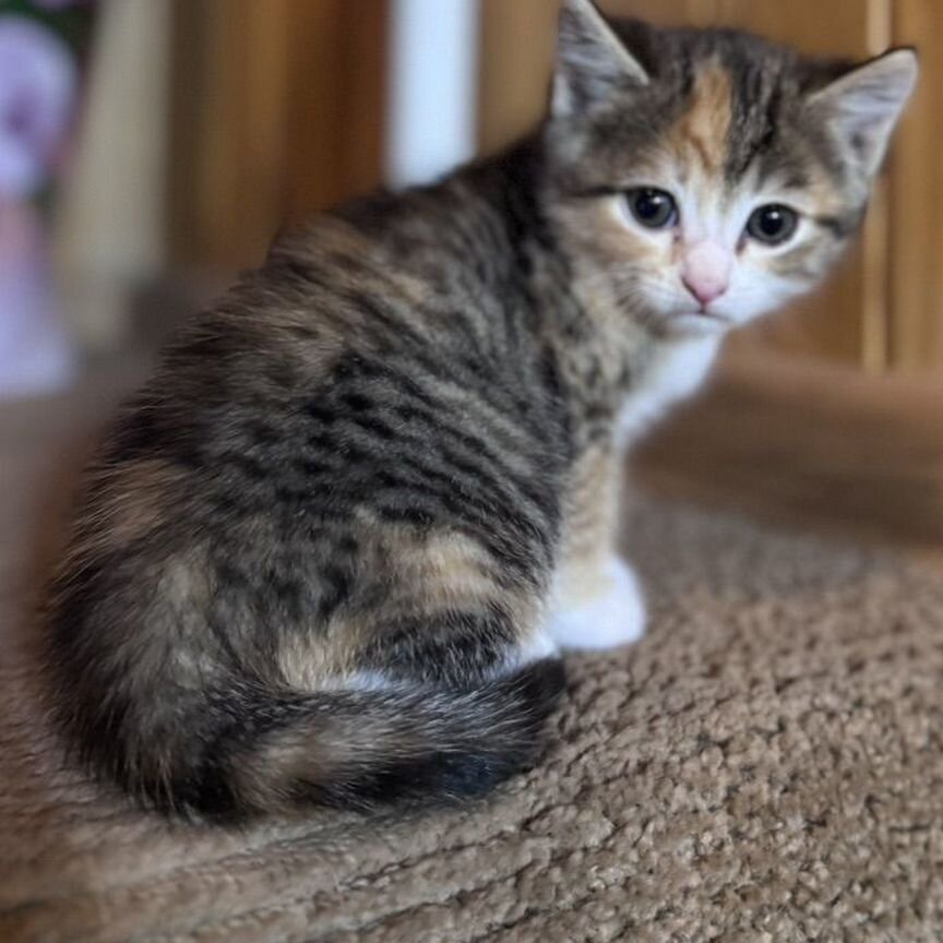 Котёнок в добрые руки