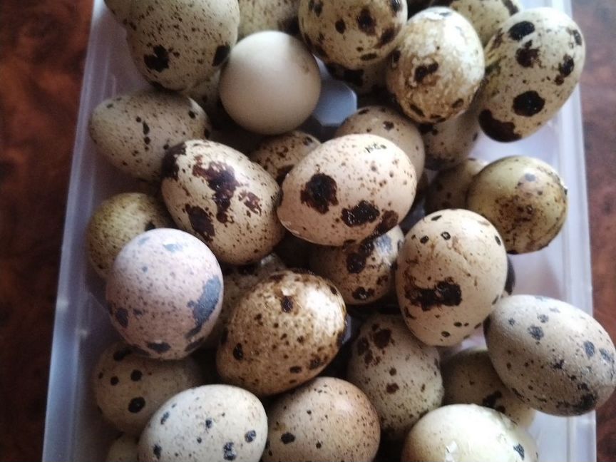 Яйца перепелиные инкубационное