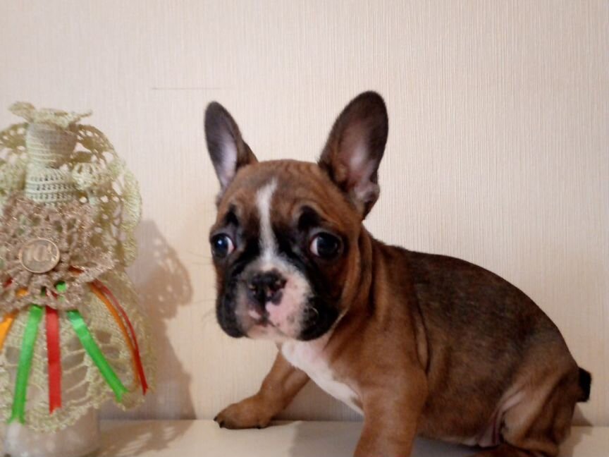 Французский бульдог