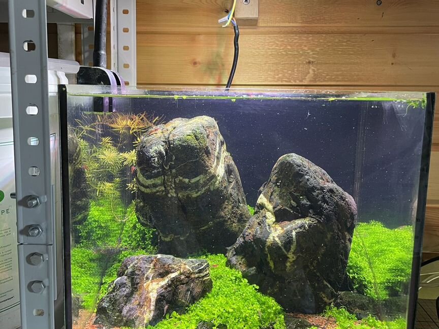 Готовый запущенный аквариум с растениями