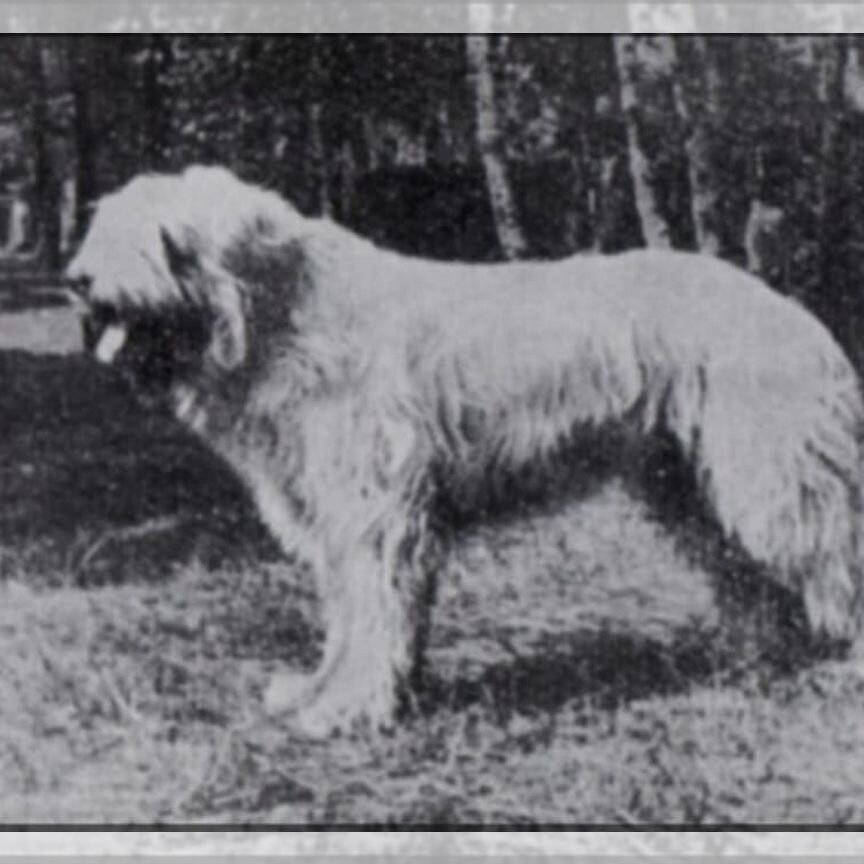 Южнорусская овчарка