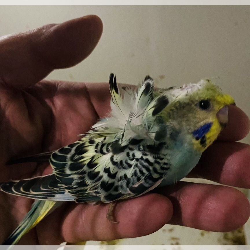 Попугаи хагорома