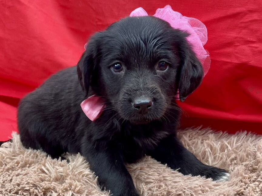 Кутятки с сарайчика в добрые ручки