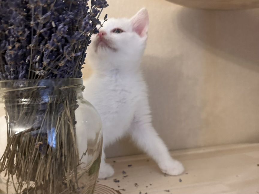 Британские котята