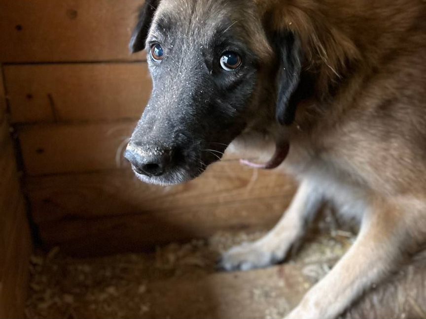 Собака пёс из приюта