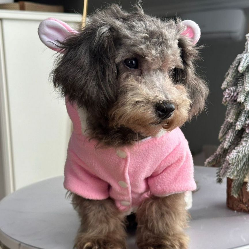 Мальтипу, щенок