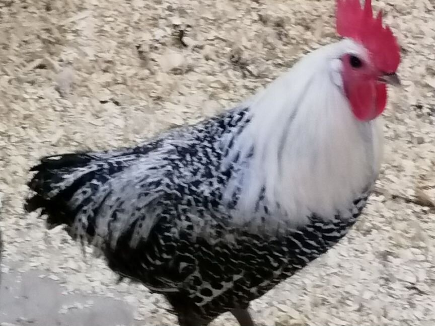 Петухи породы Брекель серебристый