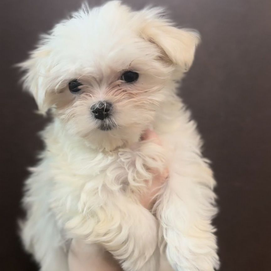 Девочка мальтезе