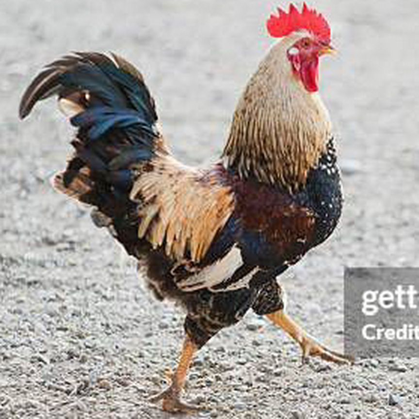 Куры петухи