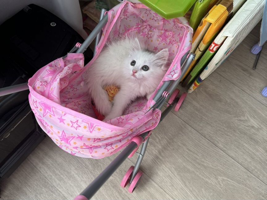 Котенок в добрые руки