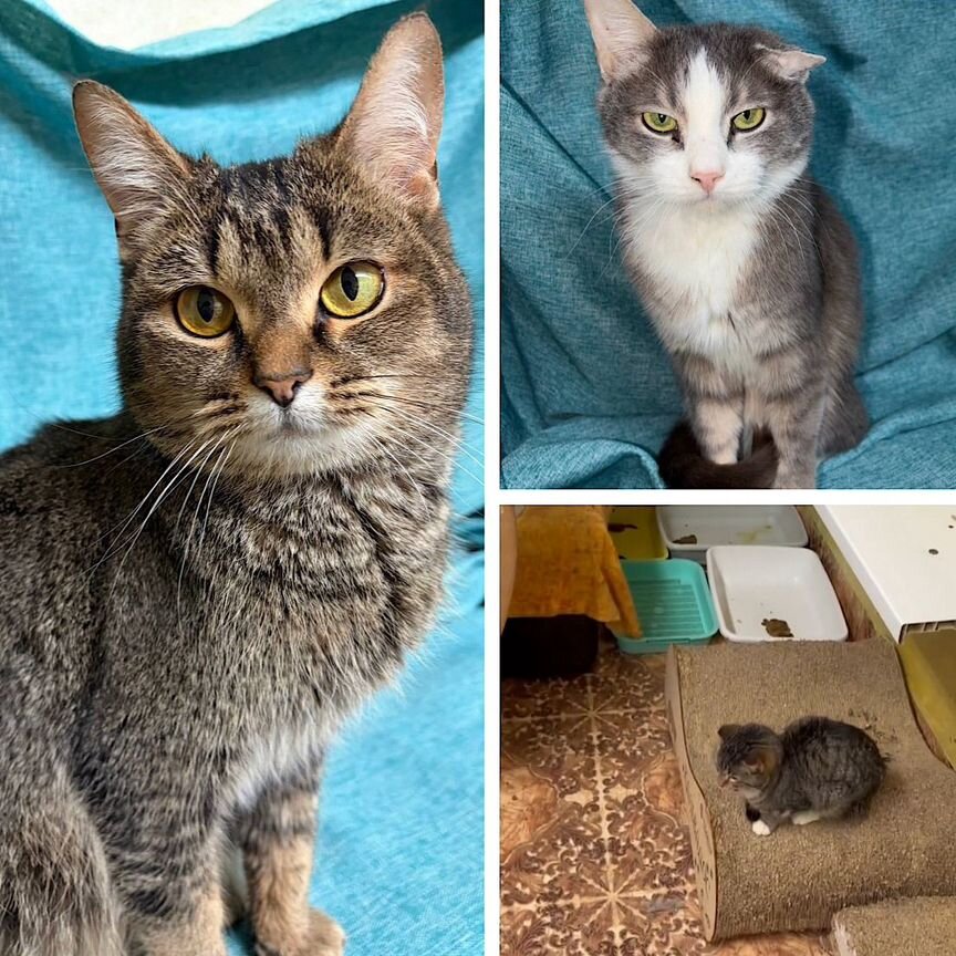 Взрослая, кошка в добрые руки