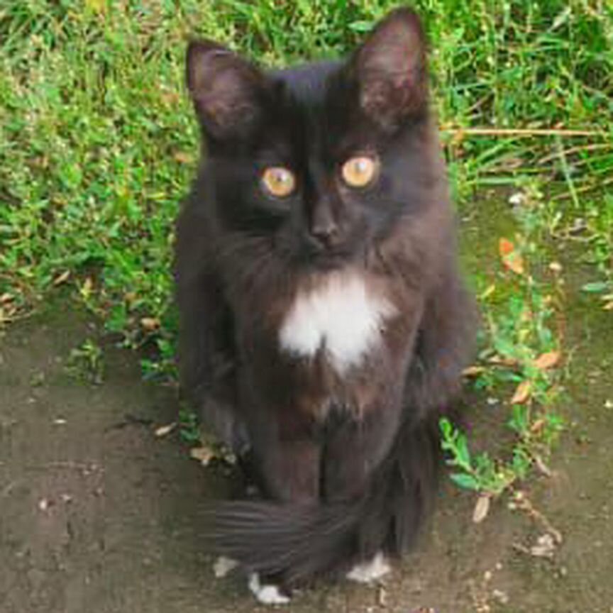 Котята в добрые руки бесплатно