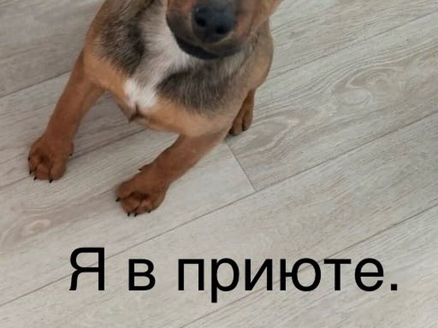 Щенок в приюте