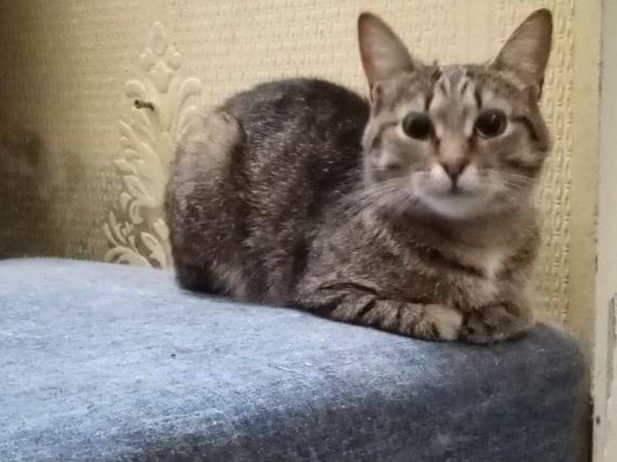 Кошечка очень хочет стать домашней