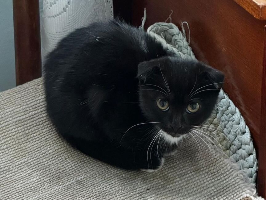 Отдам в хорошие руки котенка