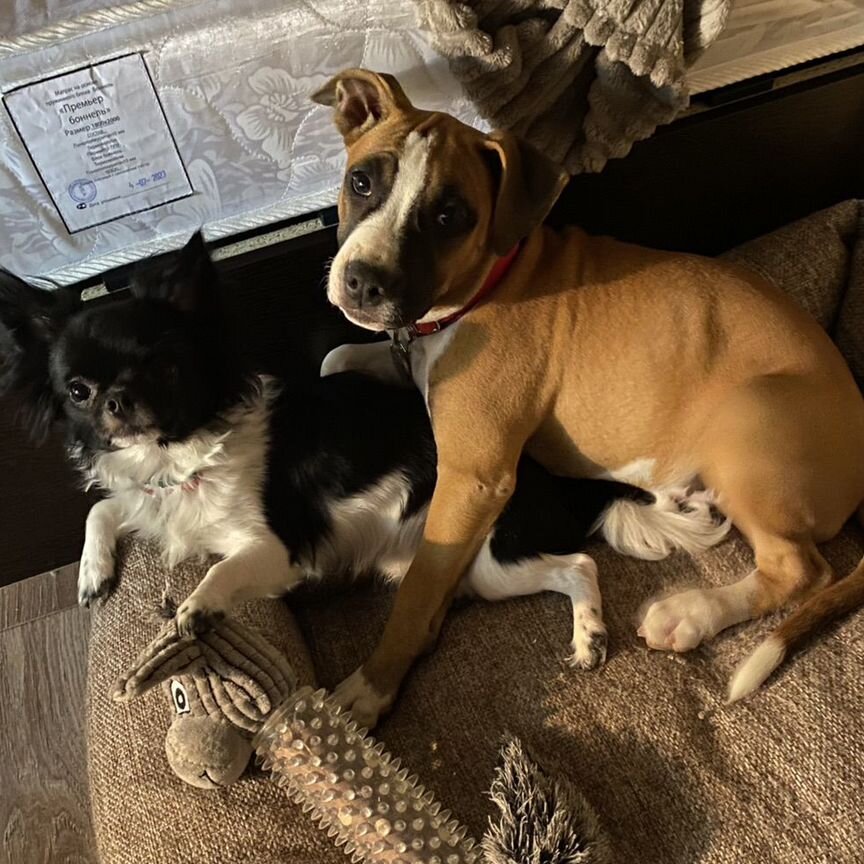 Собака в добрые руки